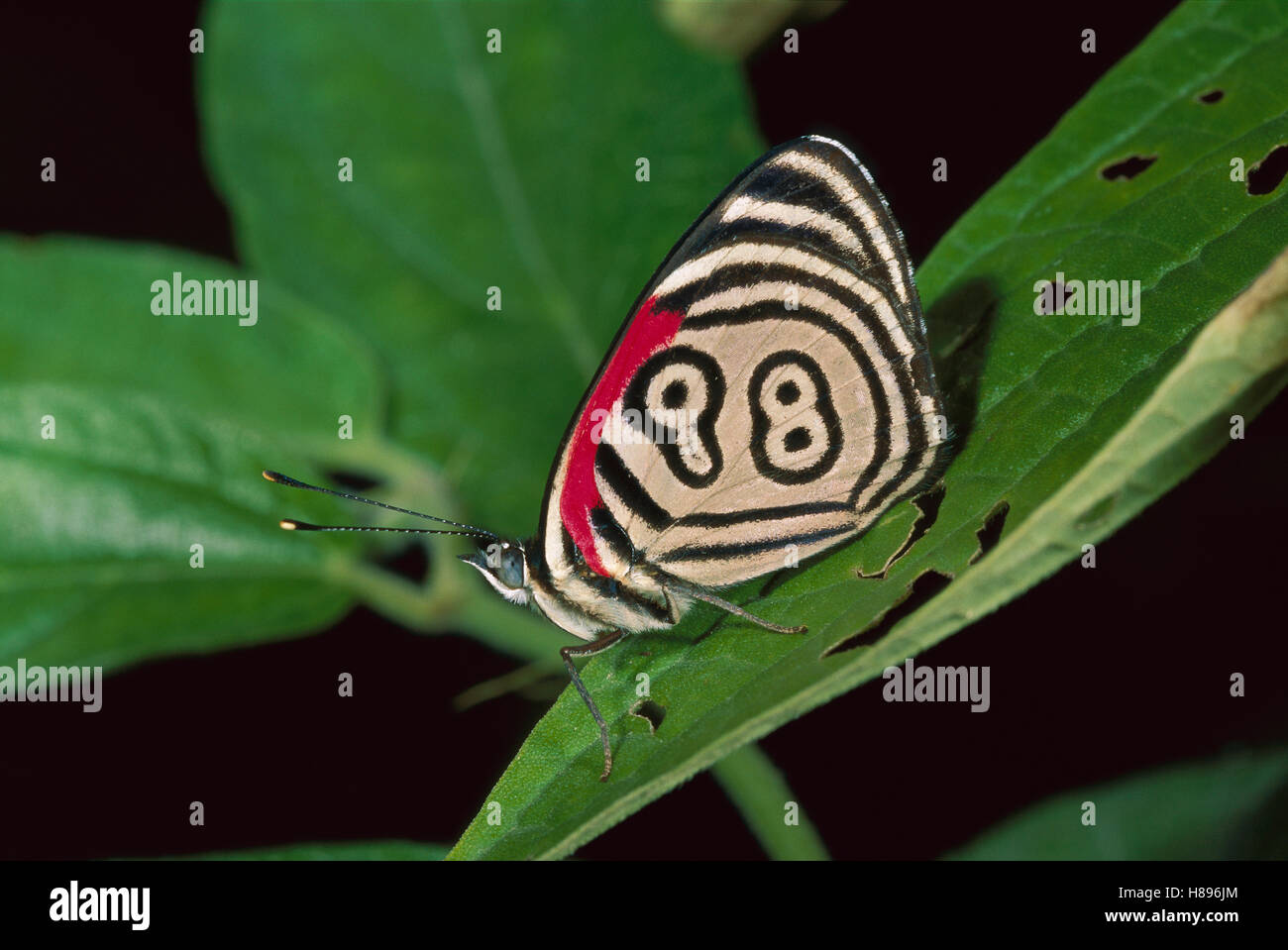 Nymphalid Butterfly (Callicore marchallii) on leaf, Santa Cecilia, Colombia Stock Photo - Alamy