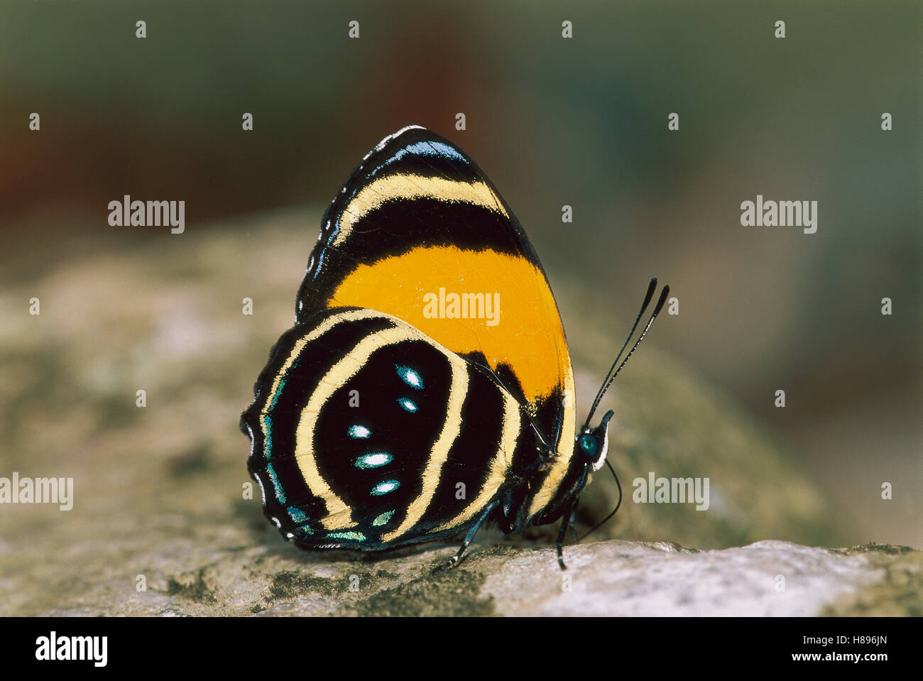 Aegina Numberwing (Callicore lyca), Manu National Park, Peru Stock ...