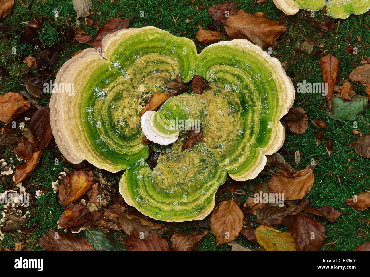 Lumpy Bracket (Trametes gibbosa) mushroom, Switzerland Stock Photo - Alamy