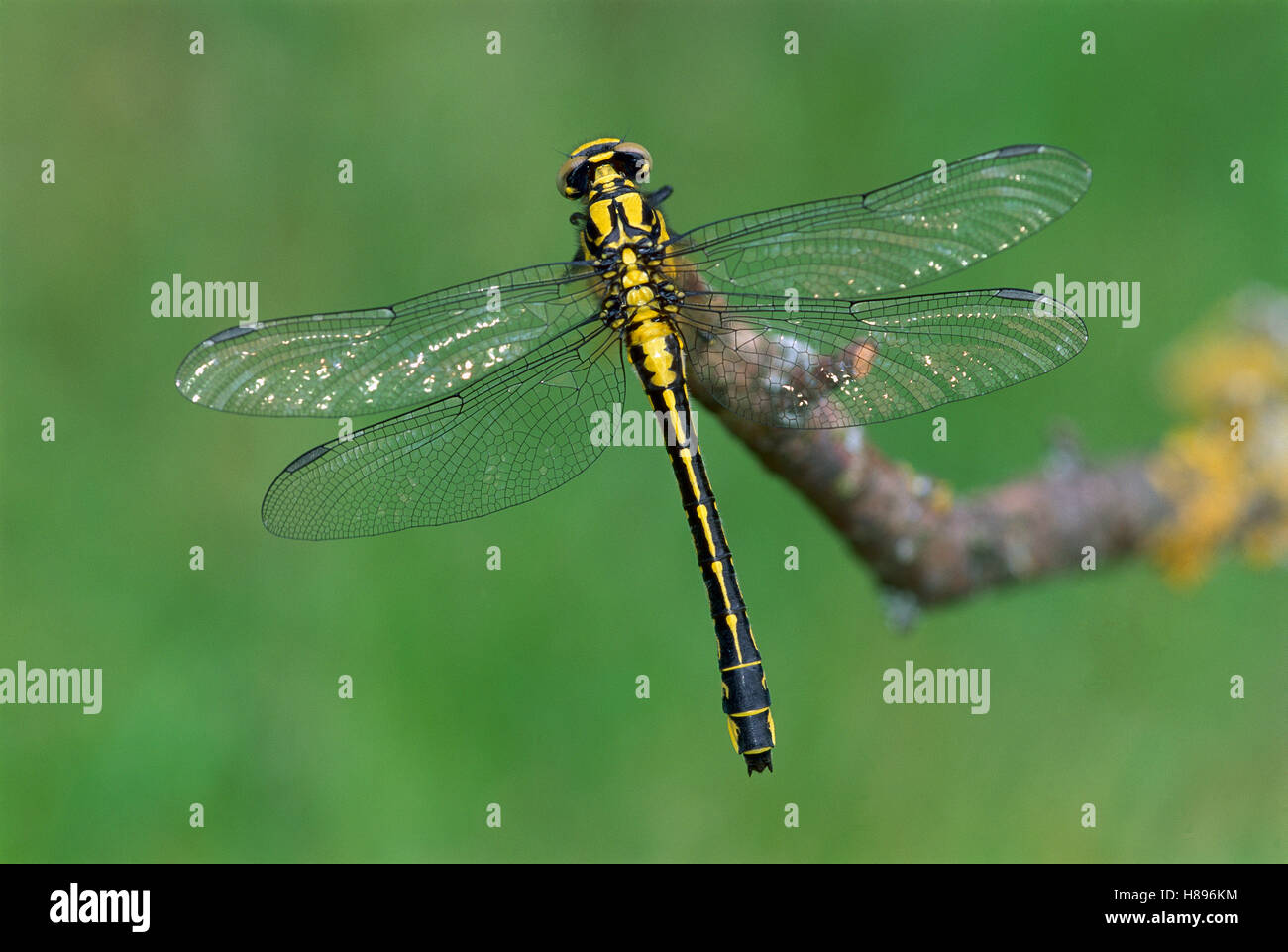 Club-tailed Dragonfly (Gomphus vulgatissimus), Switzerland Stock Photo ...
