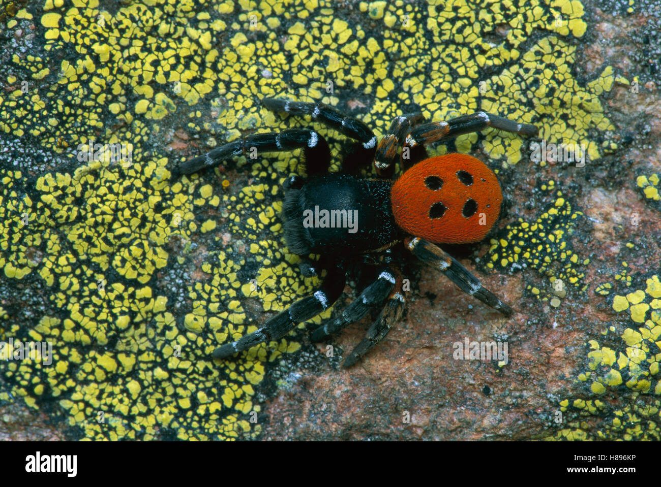 Ladybird Spider (Eresus cinnaberinus) male, Switzerland Stock Photo - Alamy