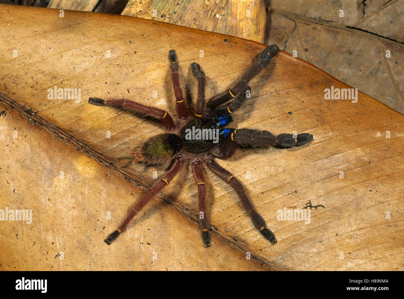 Blue Fang Skeleton Tarantula (Ephebopus cyanognathus), Guyana Stock ...