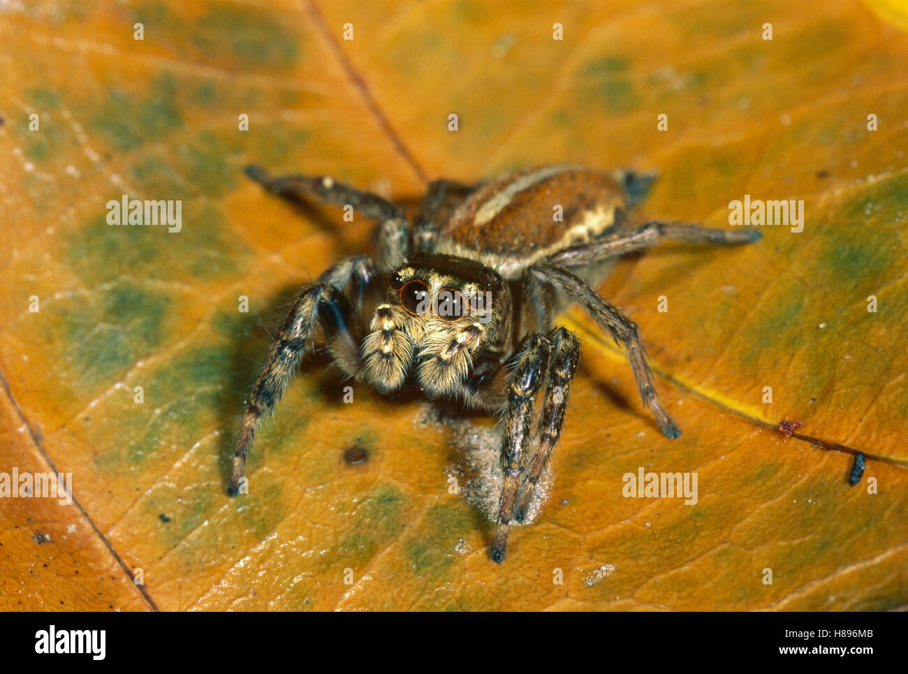 Jumping Spider (Salticidae) portrait, Amacayacu National Park, Colombia ...