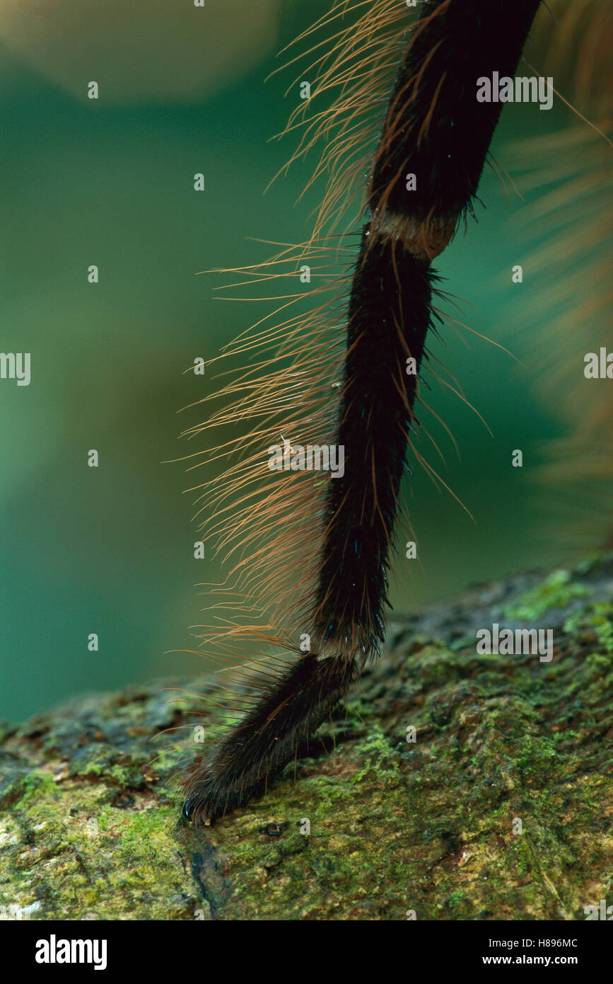 Tarantula (Theraphosidae) leg, showing fine hairs used as sense organs ...