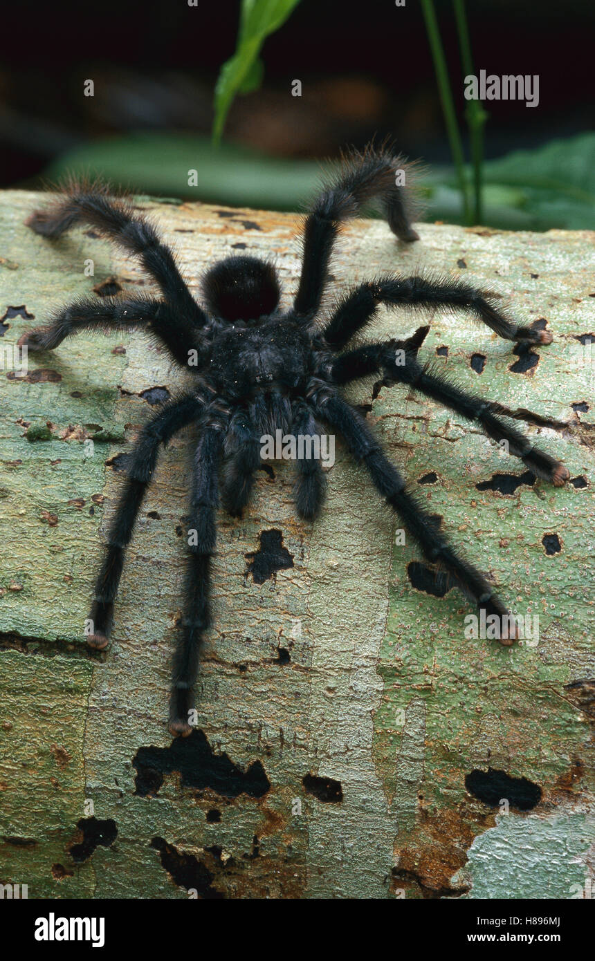 Tarantula (Theraphosidae) crawling on log, Manu National Park, Peru ...