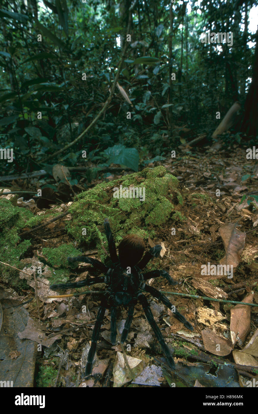 Tarantula (Theraphosidae) crawling on forest floor, Manu National Park ...