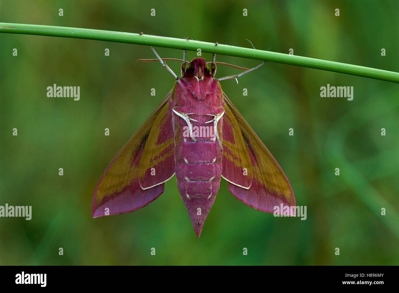 Elephant Hawk Moth (Deilephila elpenor), Switzerland Stock Photo - Alamy