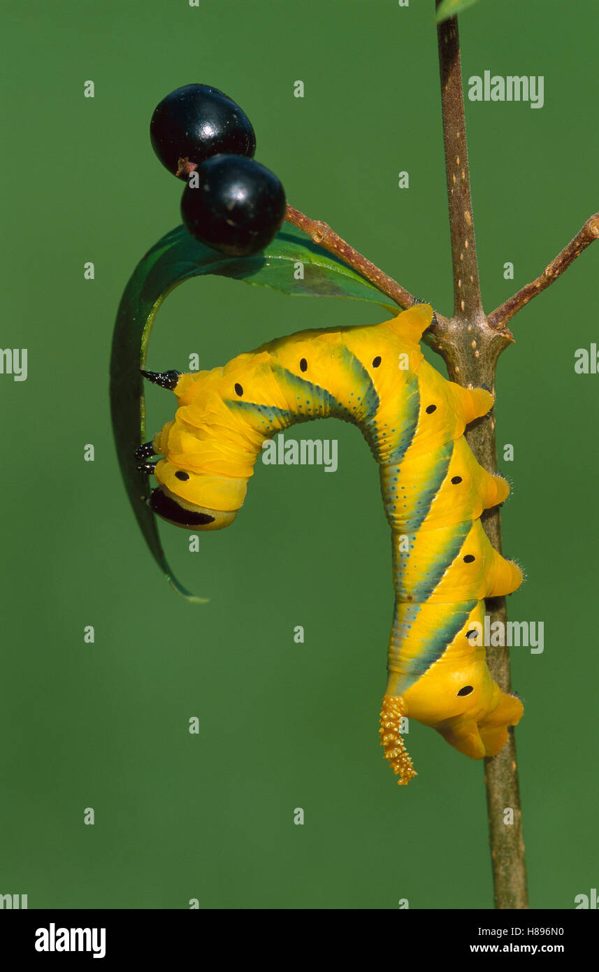 Death's Head Hawk Moth (Acherontia atropos) caterpillar eating leaf ...