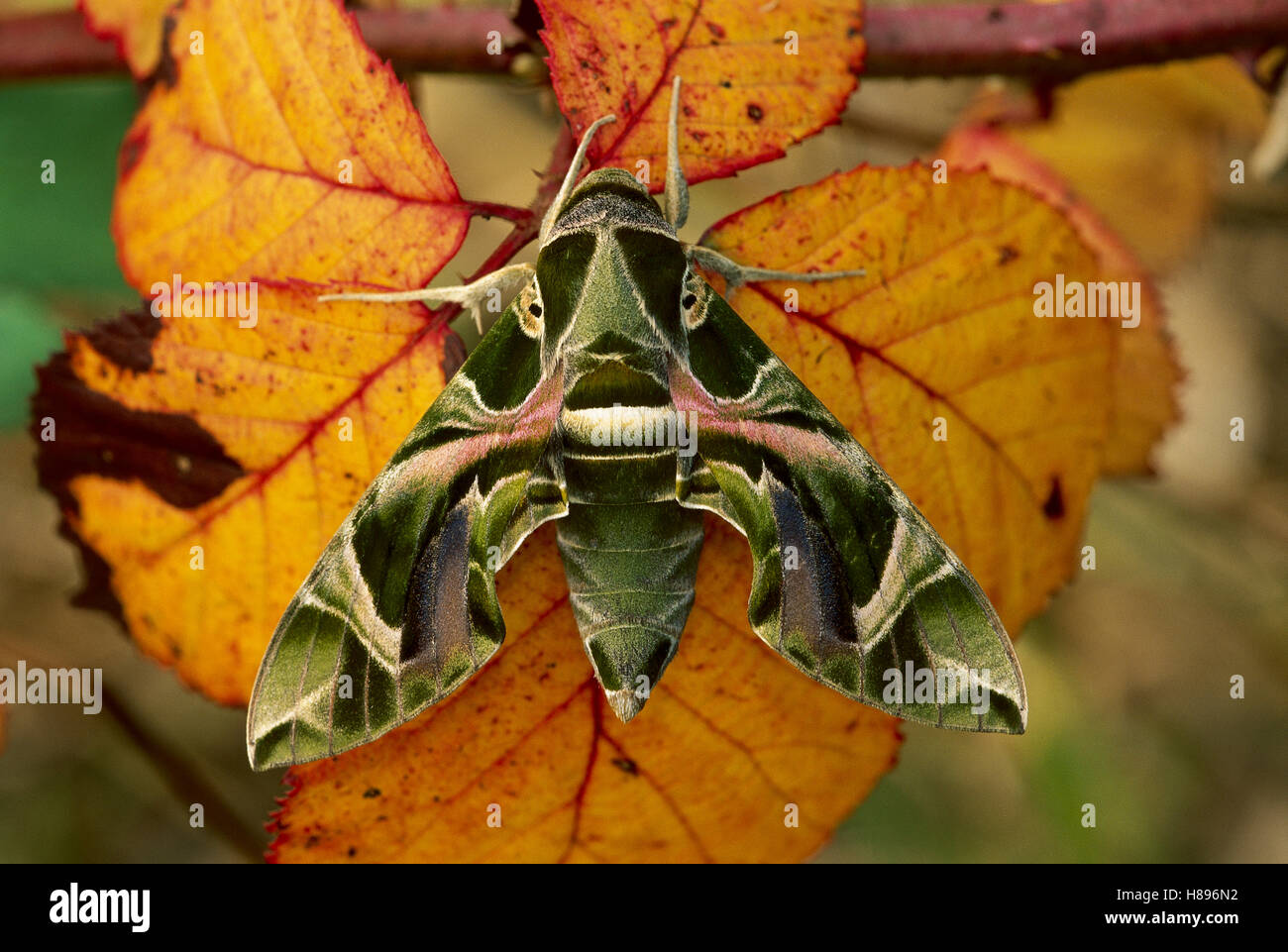 Oleander Hawk Moth (Daphnis nerii), Switzerland Stock Photo - Alamy