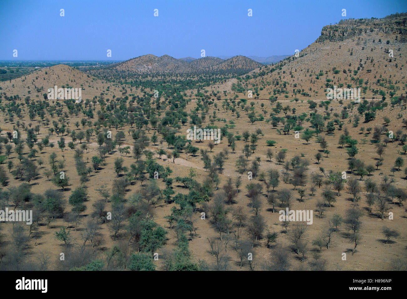 Deciduous forest, Ranthambhore National Park, India Stock Photo - Alamy
