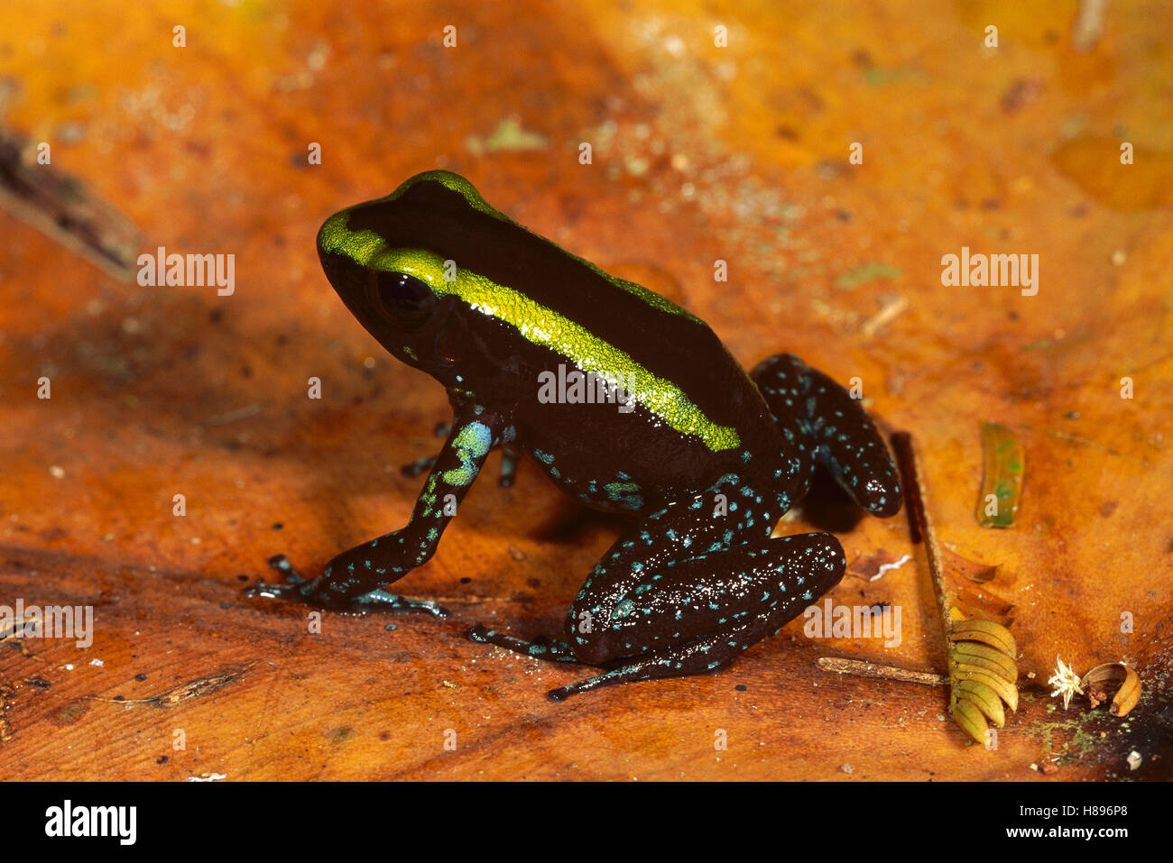 Kokoe Poison Dart Frog (Phyllobates aurotaenia), Colombia Stock Photo ...