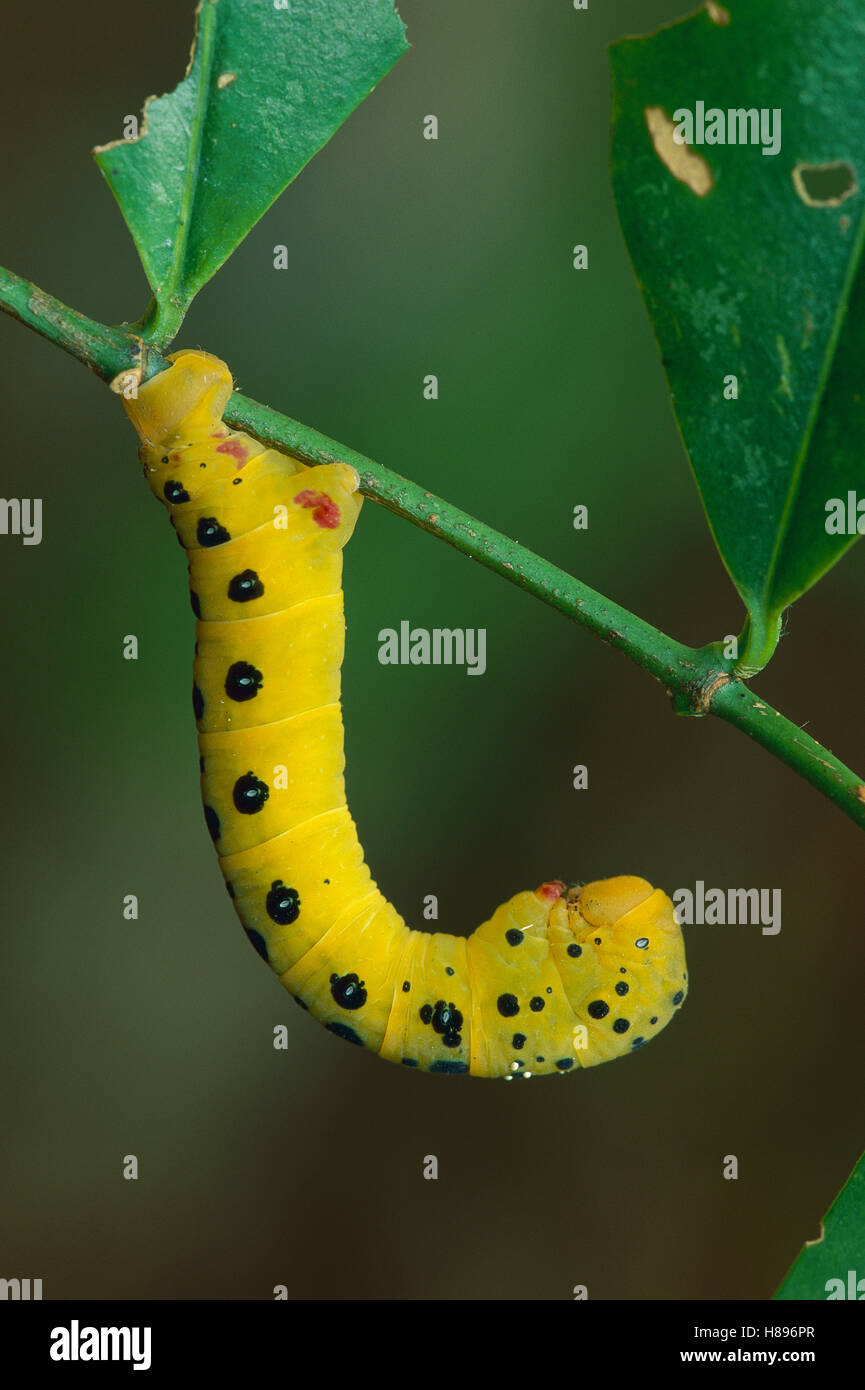 Side view of butterfly moth hi-res stock photography and images - Alamy