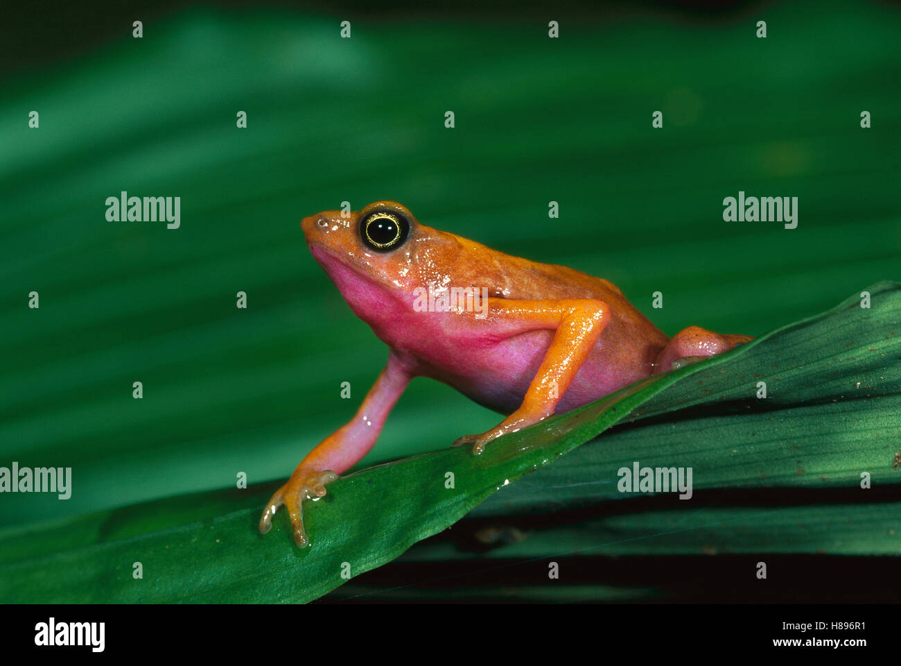 Cayenne Stubfoot Toad (Atelopus flavescens) portrait, French Guiana ...