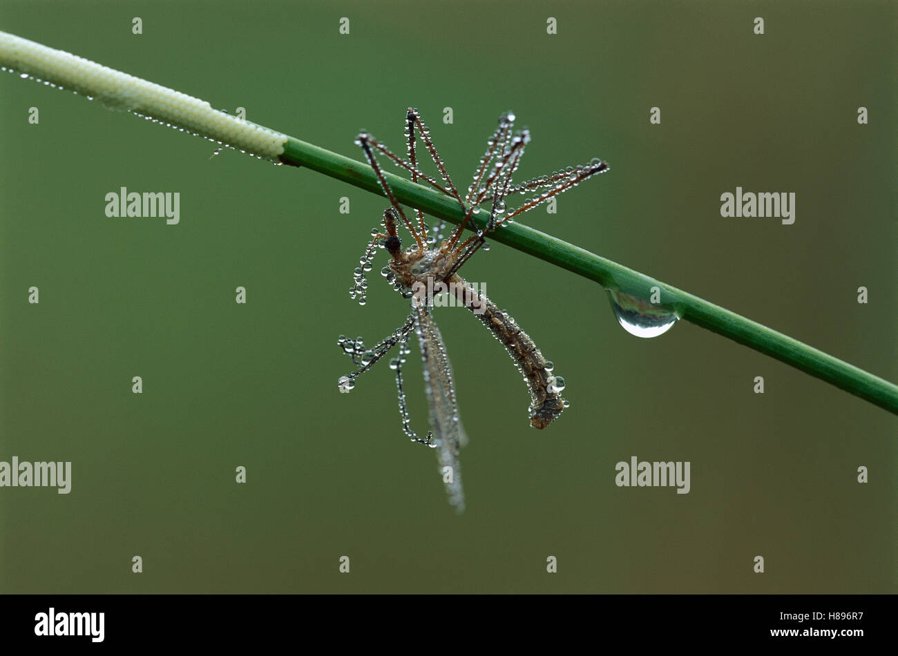 Giant Crane Fly (Tipula maxima) covered with dew, Switzerland Stock ...