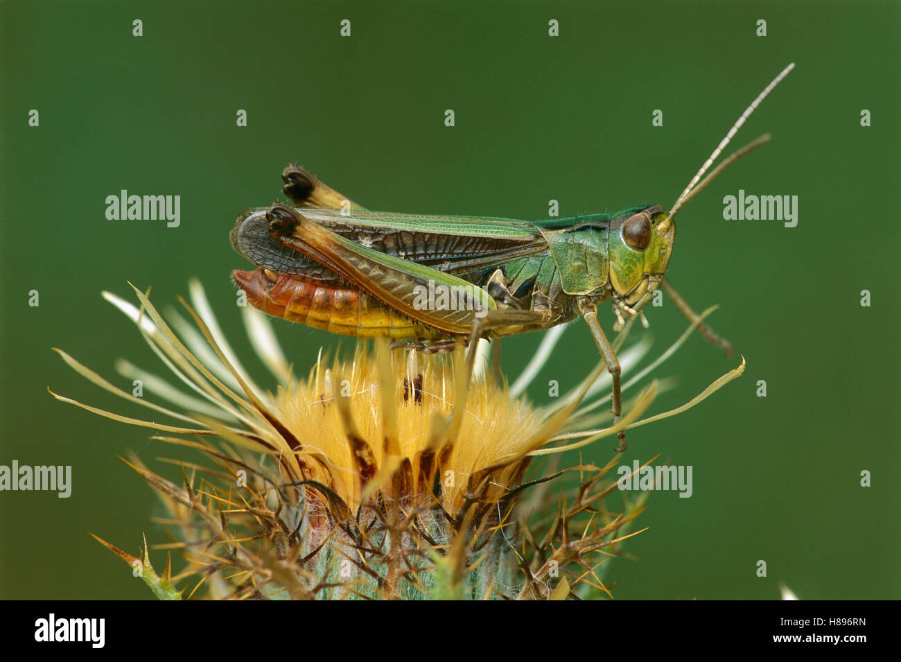Stripe-winged Grasshopper (Stenobothrus lineatus) male, Switzerland ...