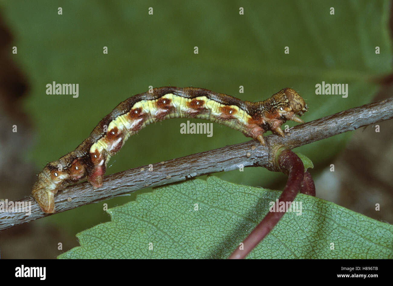 Mottled Umber (Erannis defoliaria) caterpillar moving across branch ...