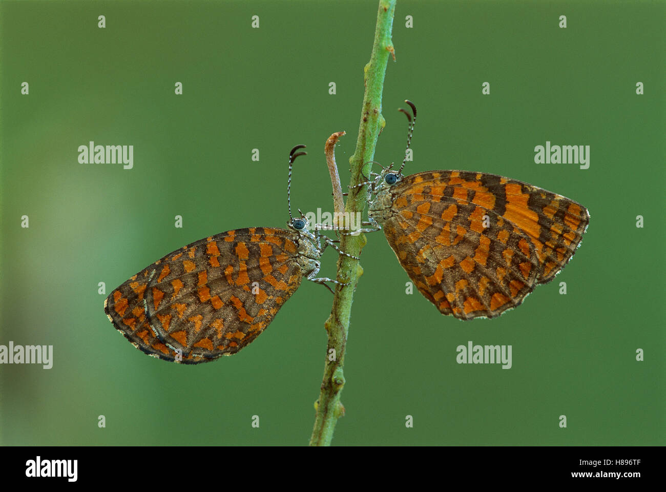 Butterfly pair in Mombasa, Kenya Stock Photo - Alamy