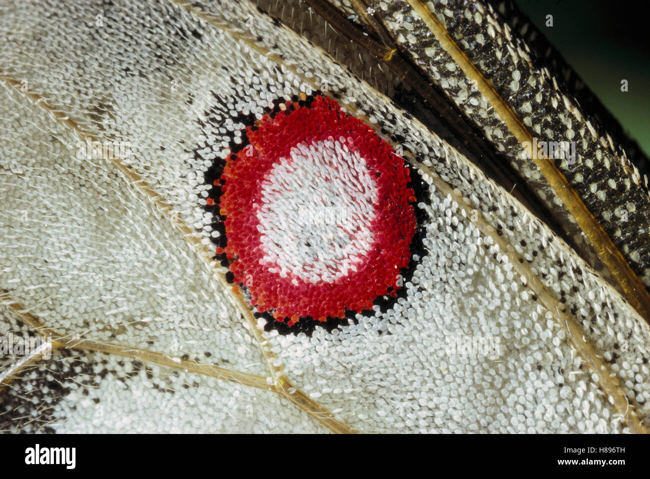 Mountain Apollo (Parnassius apollo) butterfly close-up, showing 'eye ...