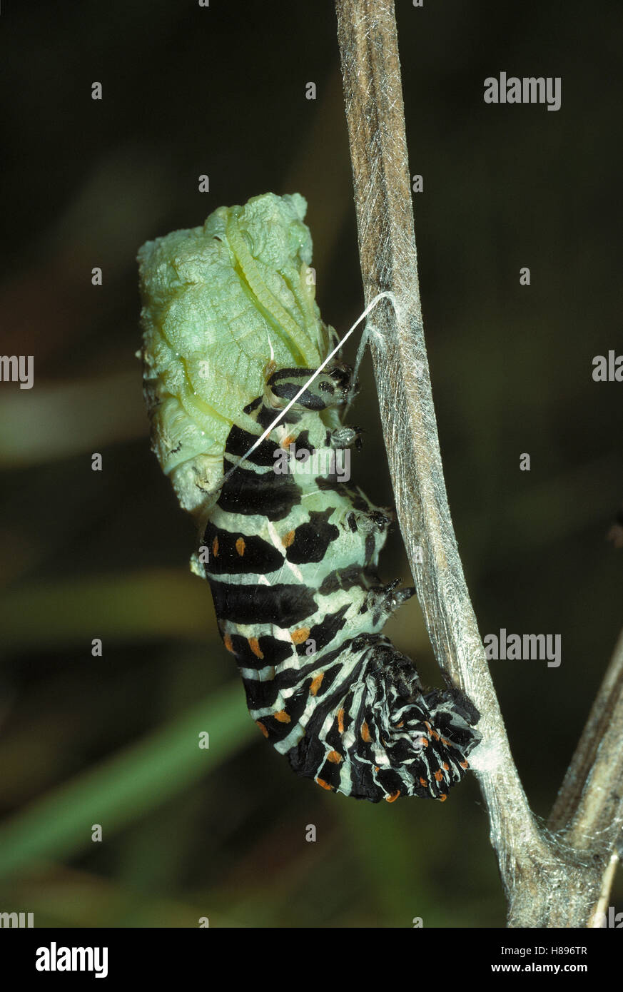 Oldworld Swallowtail (Papilio machaon) caterpillar forming chrysalis ...