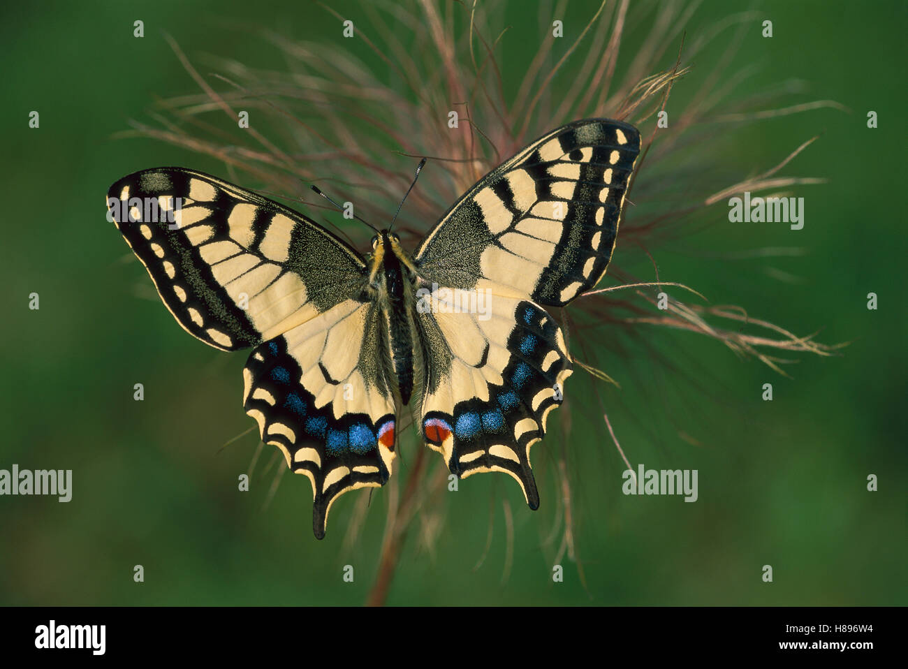 Oldworld Swallowtail (Papilio machaon), Switzerland Stock Photo - Alamy
