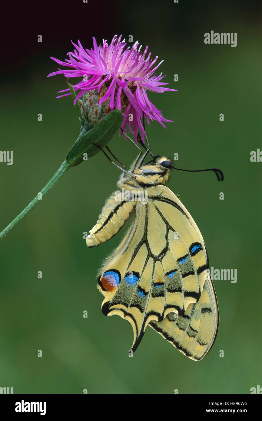 Oldworld Swallowtail (Papilio machaon), Switzerland Stock Photo - Alamy