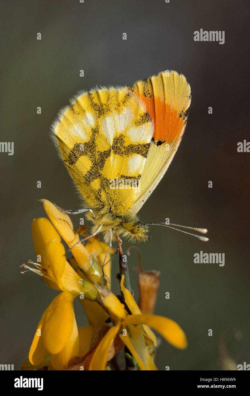 Provence Orange Tip (Anthocharis eupenoides) butterfly, Nimes, France ...