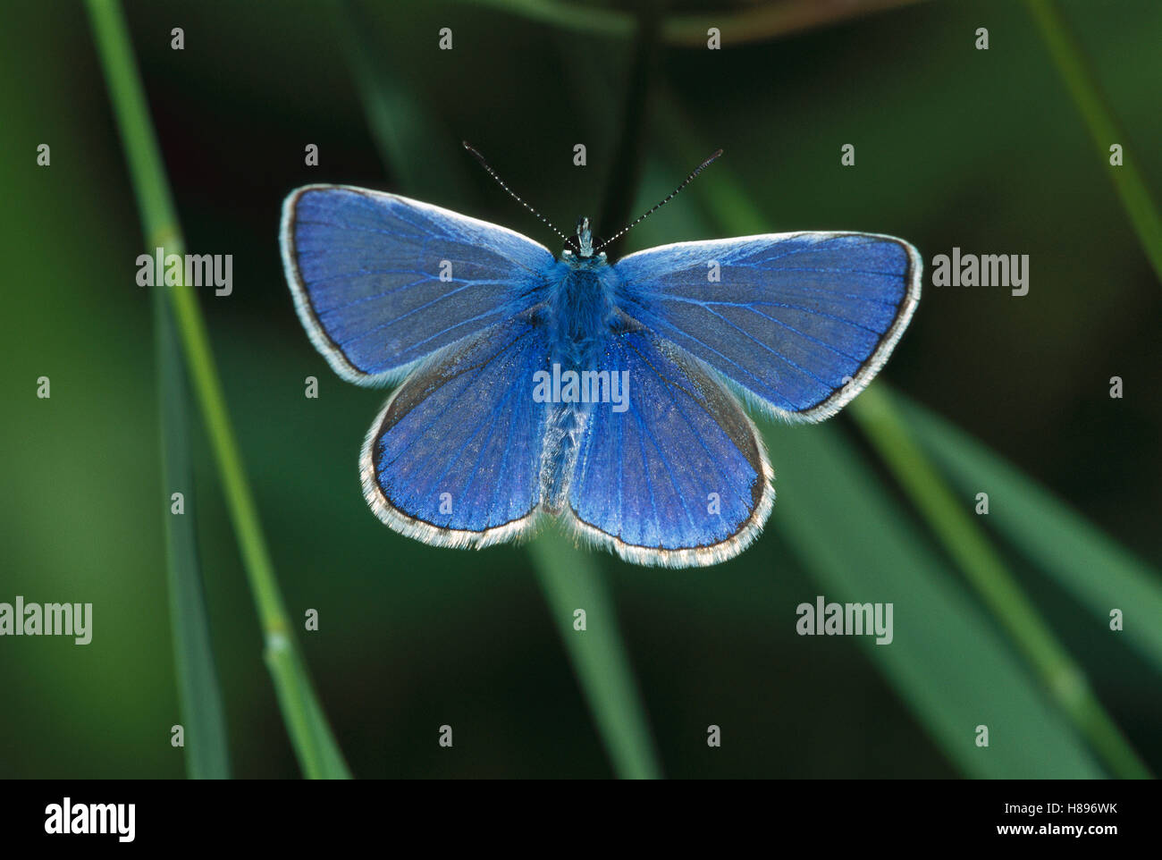 Common Blue (Polyommatus icarus) butterfly male, Switzerland Stock ...