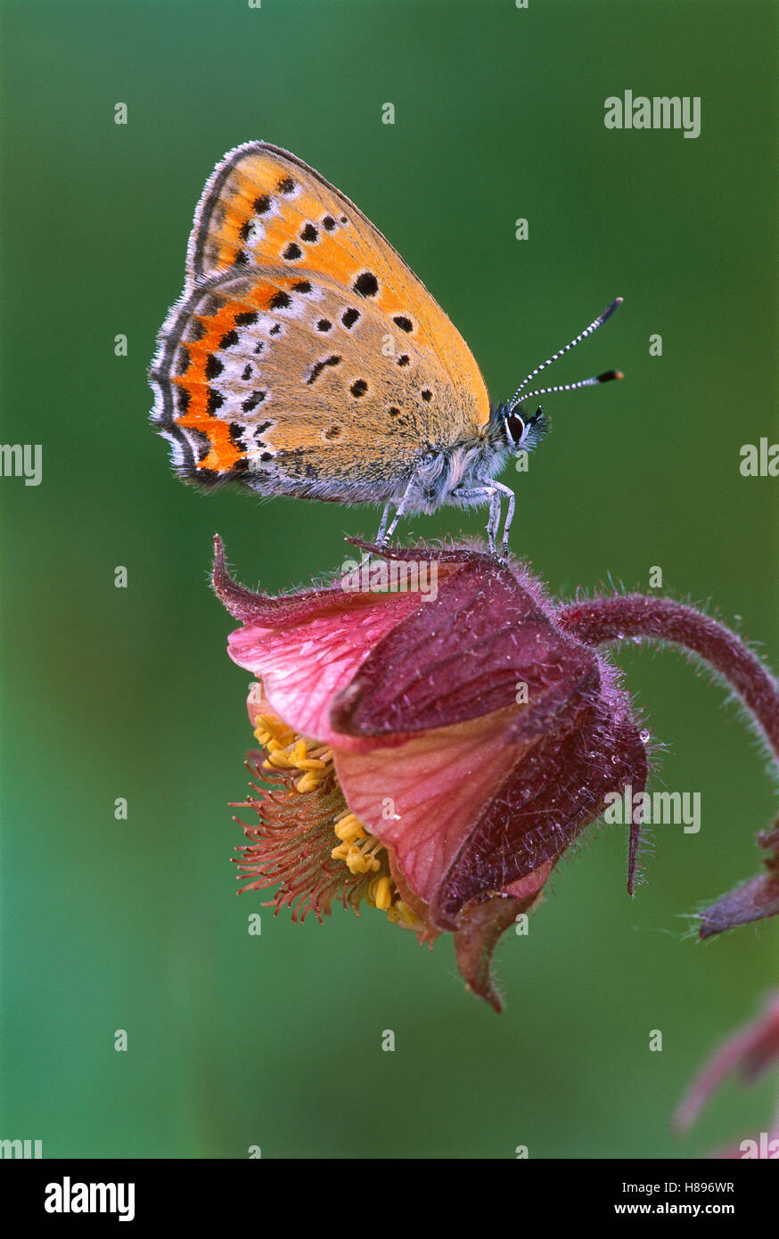 Violet Copper (Lycaena helle) butterfly, Switzerland Stock Photo - Alamy