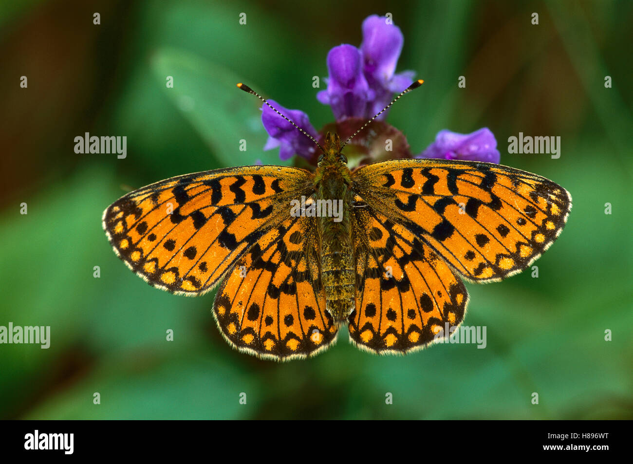 Small Pearl-bordered Fritillary (Clossiana selene) butterfly ...
