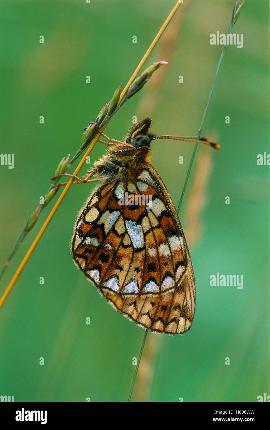 Small Pearl-bordered Fritillary (Clossiana selene) butterfly ...