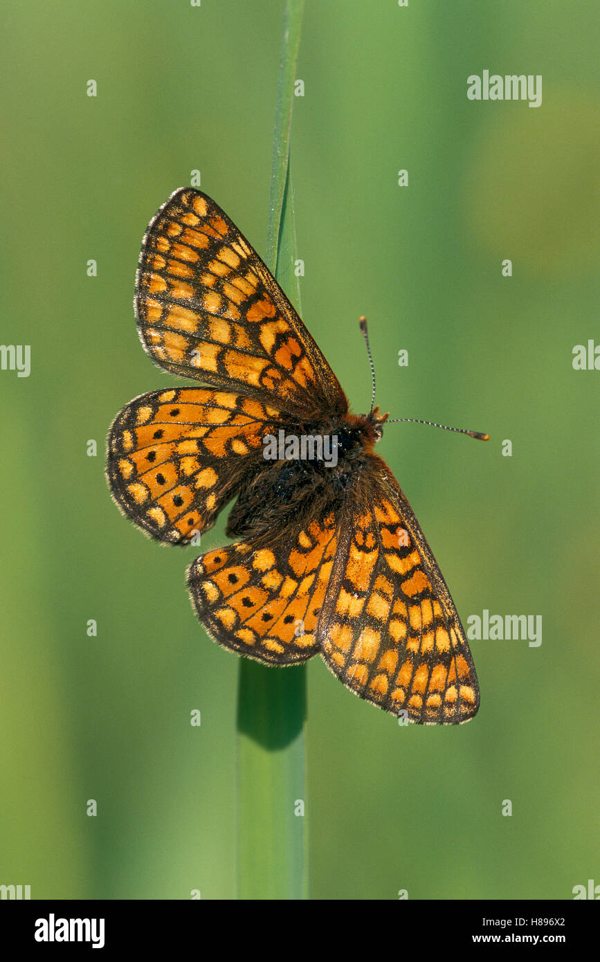Marsh Fritillary (Euphydryas aurinia) butterfly, Switzerland Stock ...