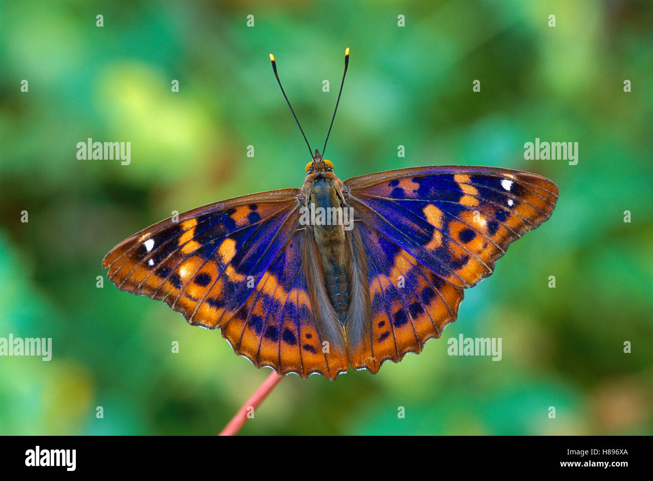 Lesser Purple Emperor (Apatura ilia) butterfly, Switzerland Stock Photo ...