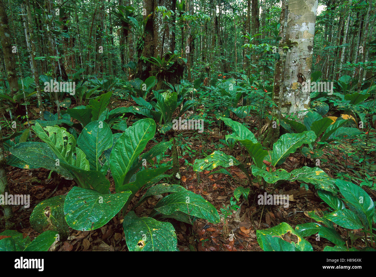 Rainforest at the base of Auyan Tepui, Canaima National Park, Venezuela ...