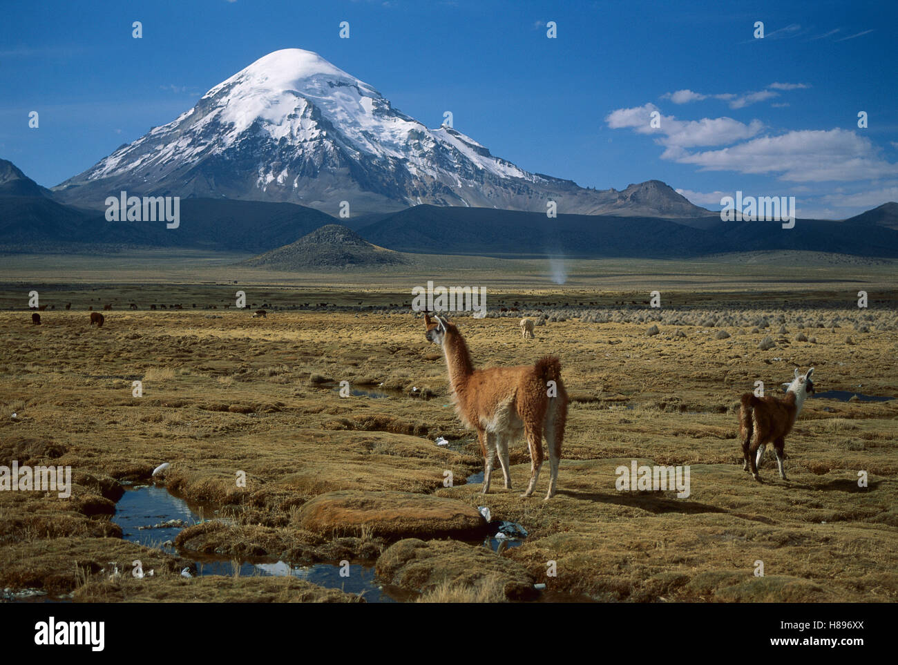 Alpaca (Lama pacos) mother and young in grassland near volcano, Lauca ...