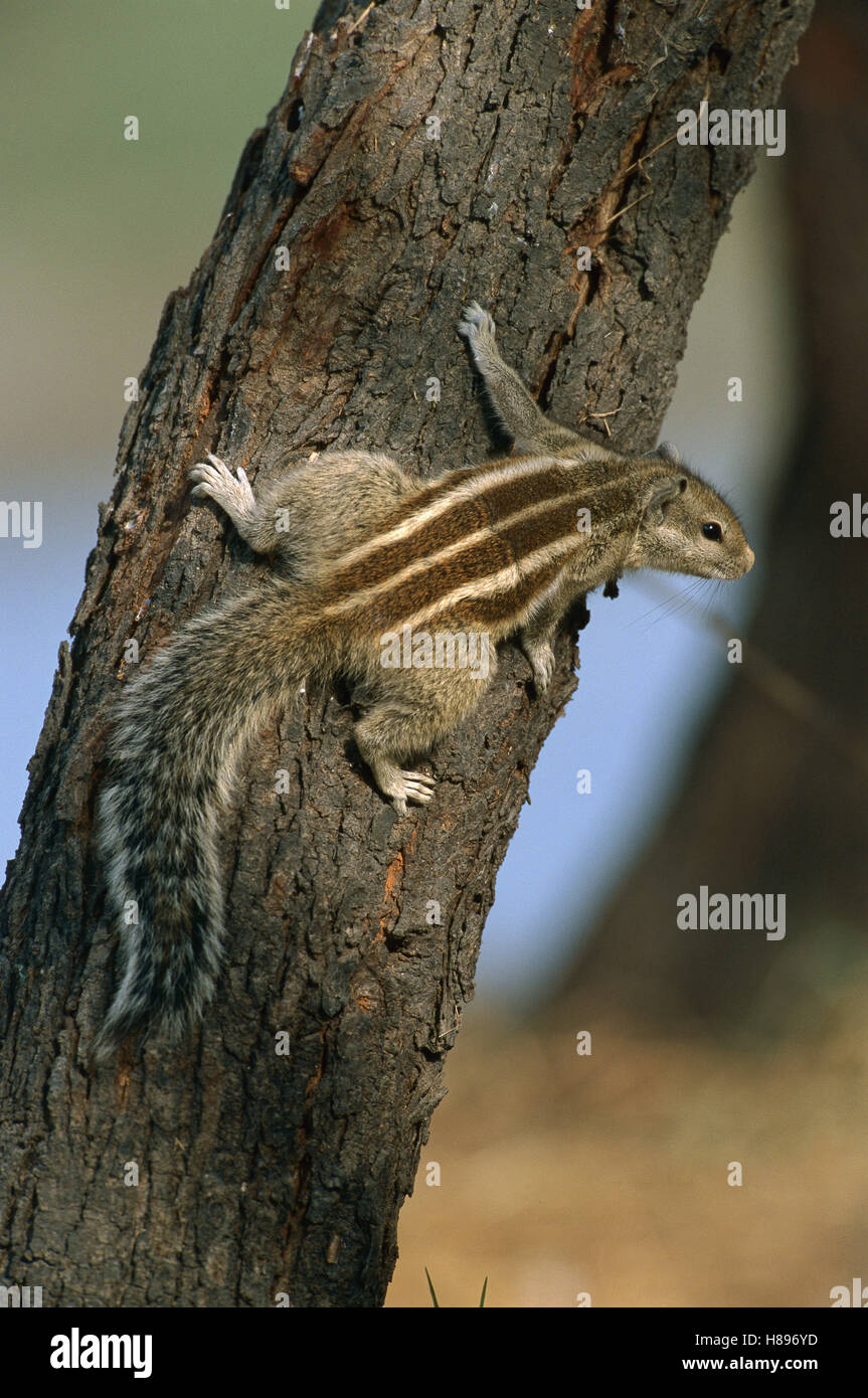 Indian Palm Squirrel (Funambulus palmarum) on tree trunk, Bharatpur ...