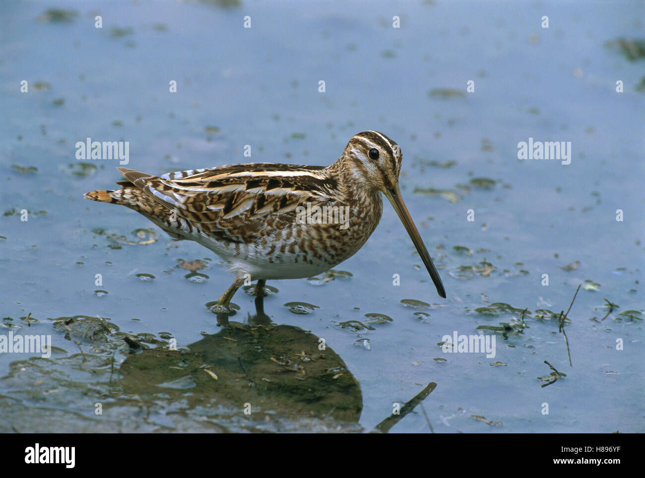Common Snipe (Gallinago gallinago) wading, Bharatpur National Park ...