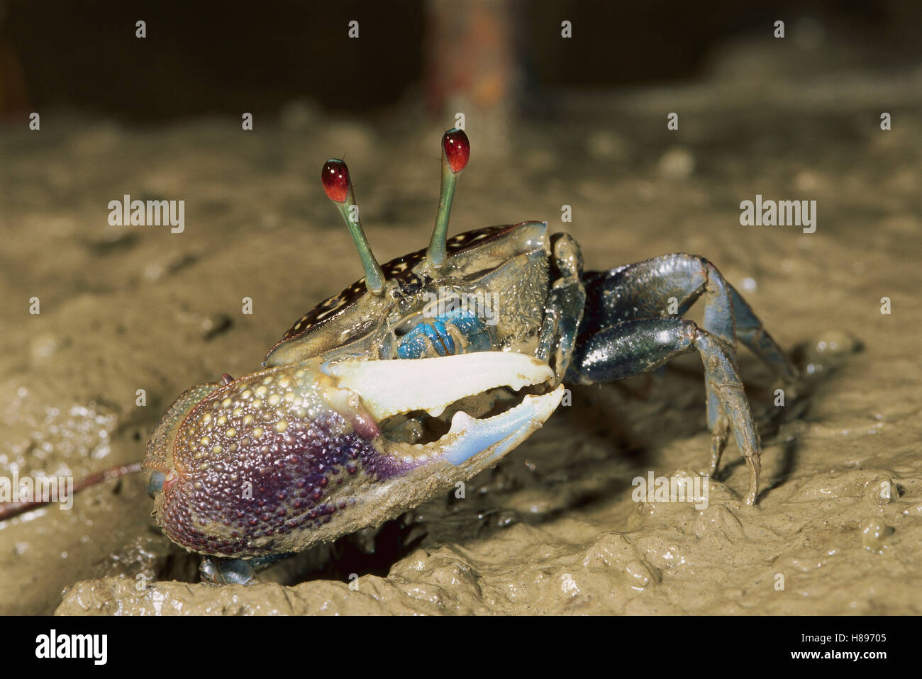 Fiddler Crab (Uca sp) male emerging from burrow, Bako National Park ...