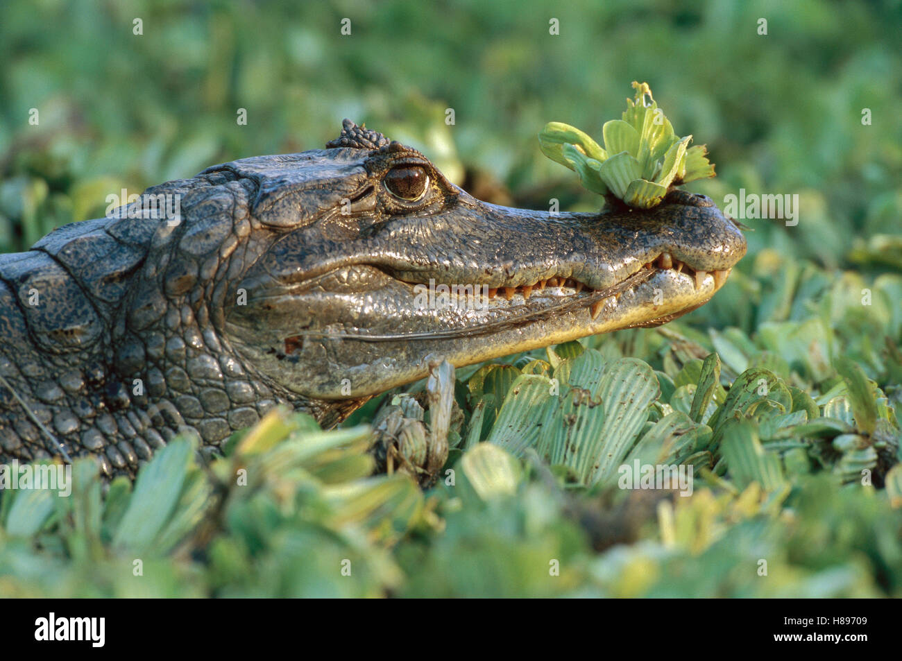 Spectacled Caiman (Caiman crocodilus) with water plant on snout ...