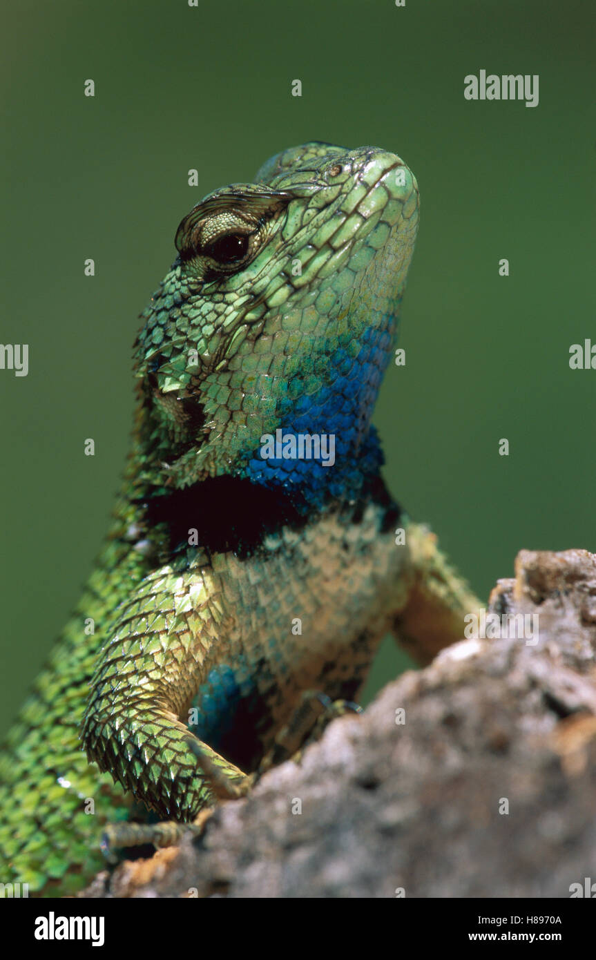Green Spiny Lizard (Sceloporus malachiticus) male, Costa Rica Stock ...