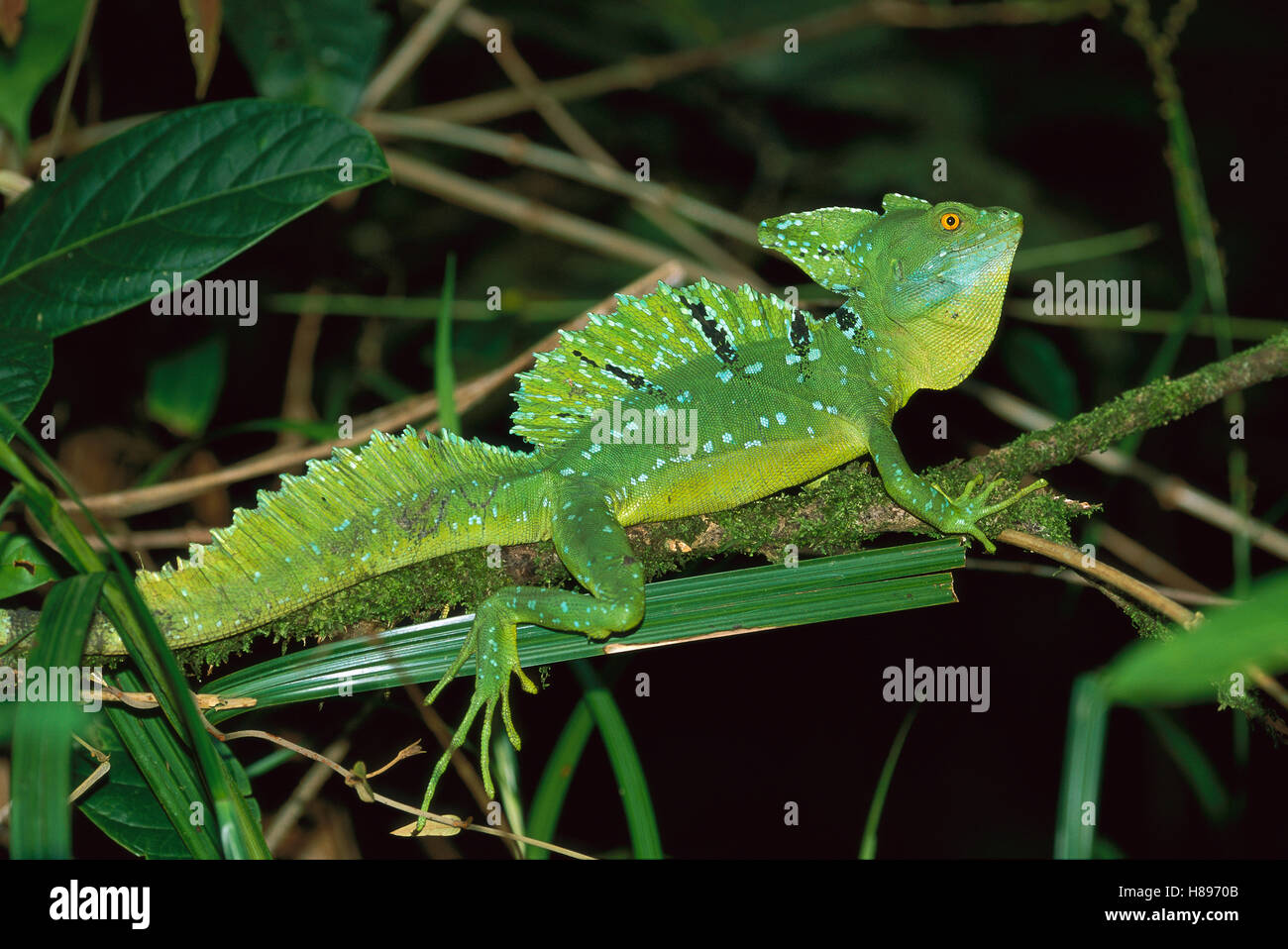 Green Basilisk (Basiliscus plumifrons) lizard male, Tortuguero National ...