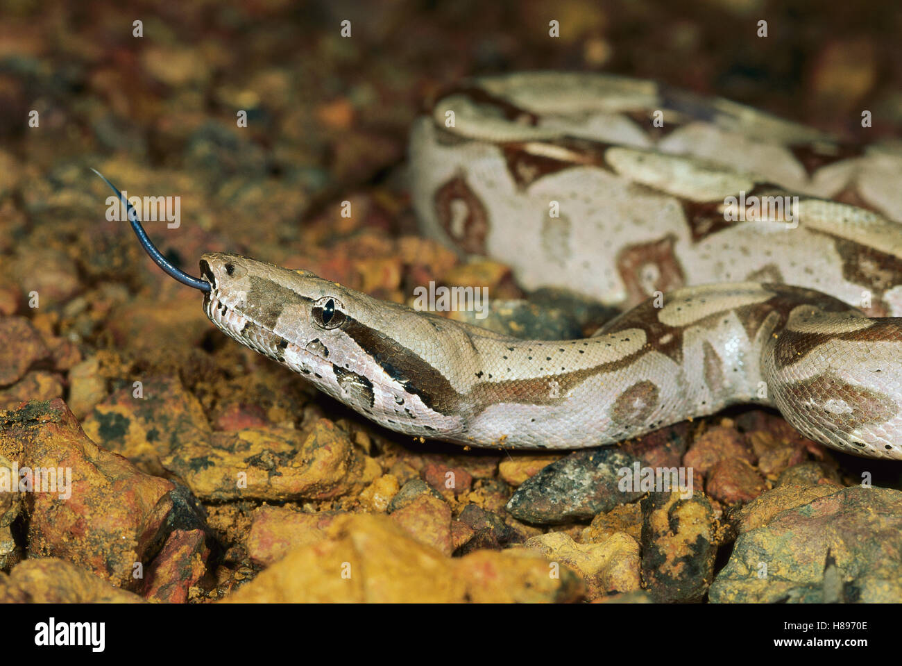 Boa Constrictor (Boa constrictor) flicking tongue to taste surroundings ...