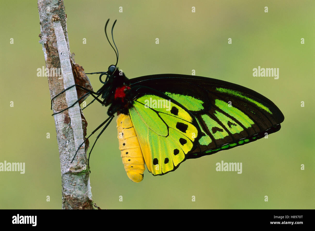 Common Green Birdwing (Ornithoptera priamus) butterfly, Papua New ...