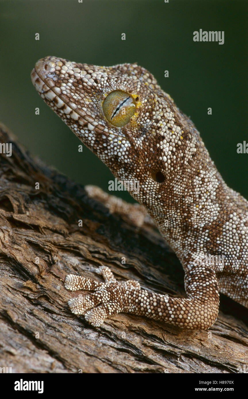 Spiny-tailed Gecko (Diplodactylus ciliaris) camouflaged on tree, Kakadu ...
