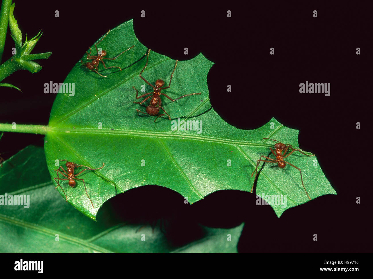 Leafcutter Ant (Atta sp) group dissecting leaf into fragments to be ...