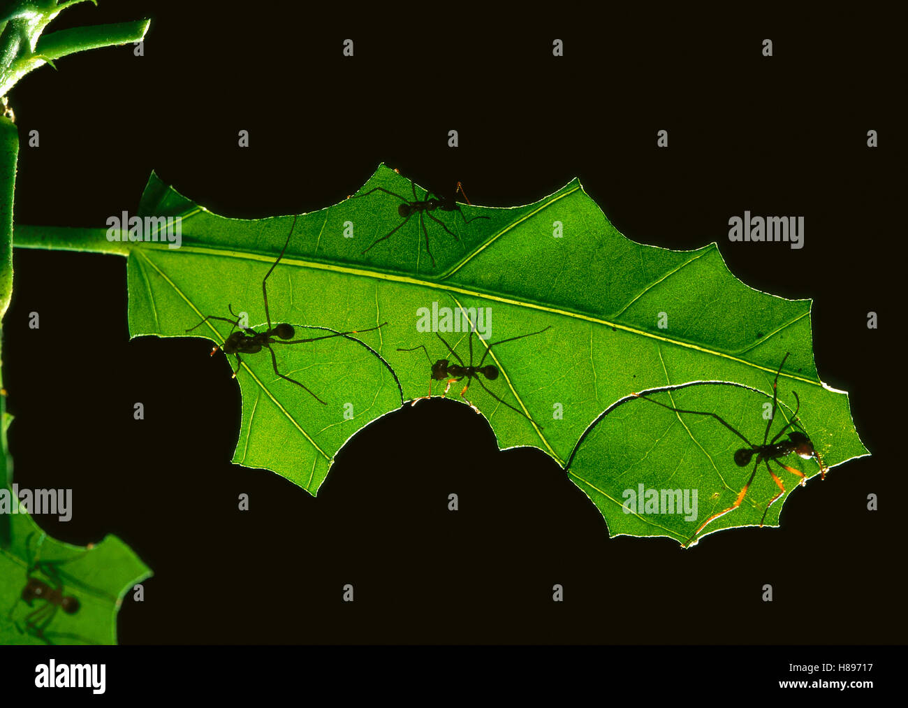 Leafcutter Ant (Atta sp) group dissecting leaf into fragments to be ...