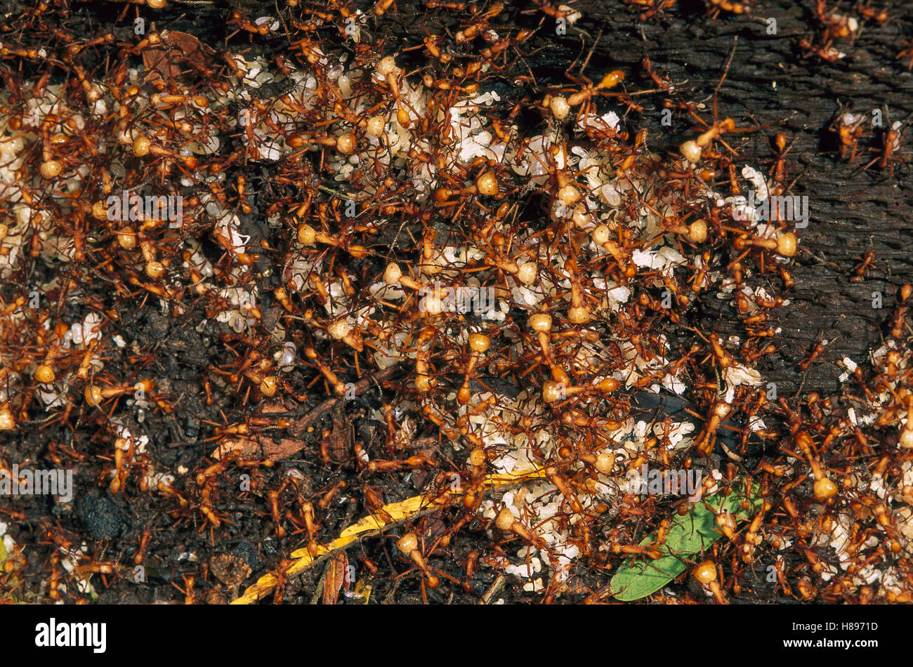 Ant (Formicidae) group carrying larvae to safety, Manu National Park ...