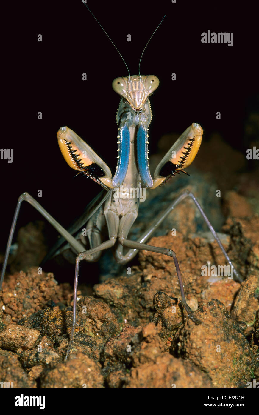 Mantis in defensive posture, Mantadia National Park, Madagascar Stock ...
