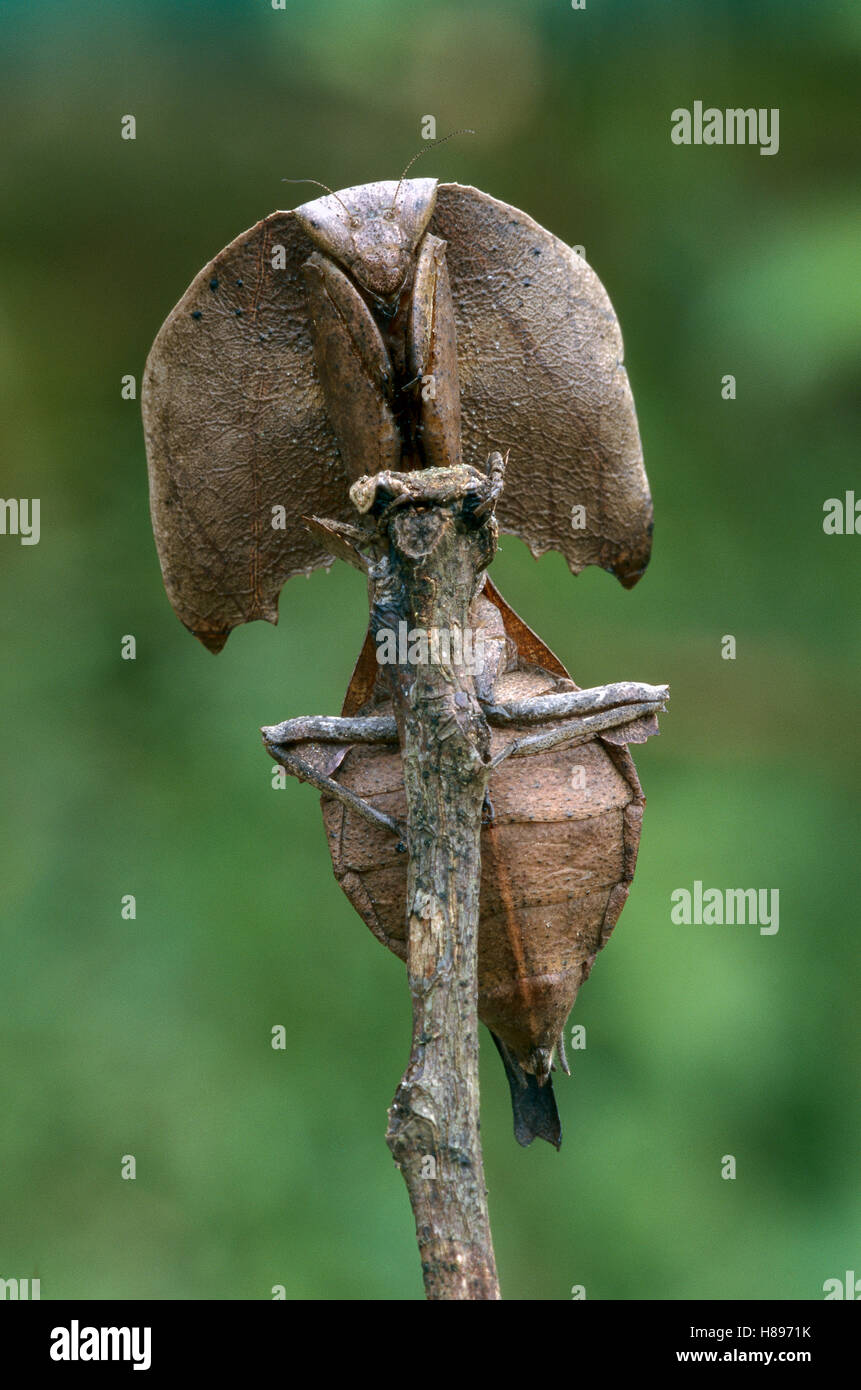 Mantis camouflaged on branch, Mantadia National Park, Madagascar Stock ...