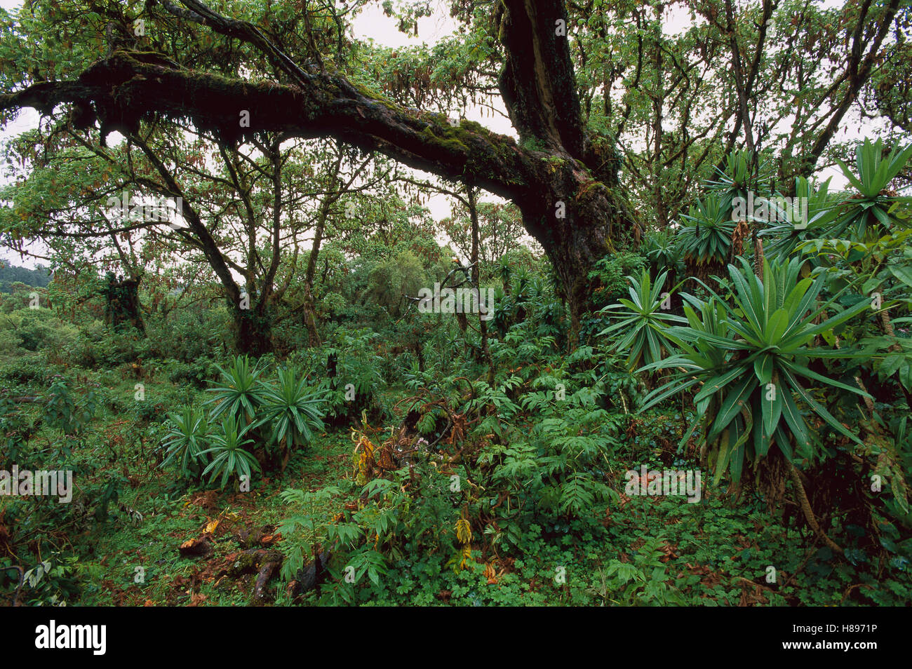Cloud forest, Mount Kenya National Park, Kenya Stock Photo - Alamy