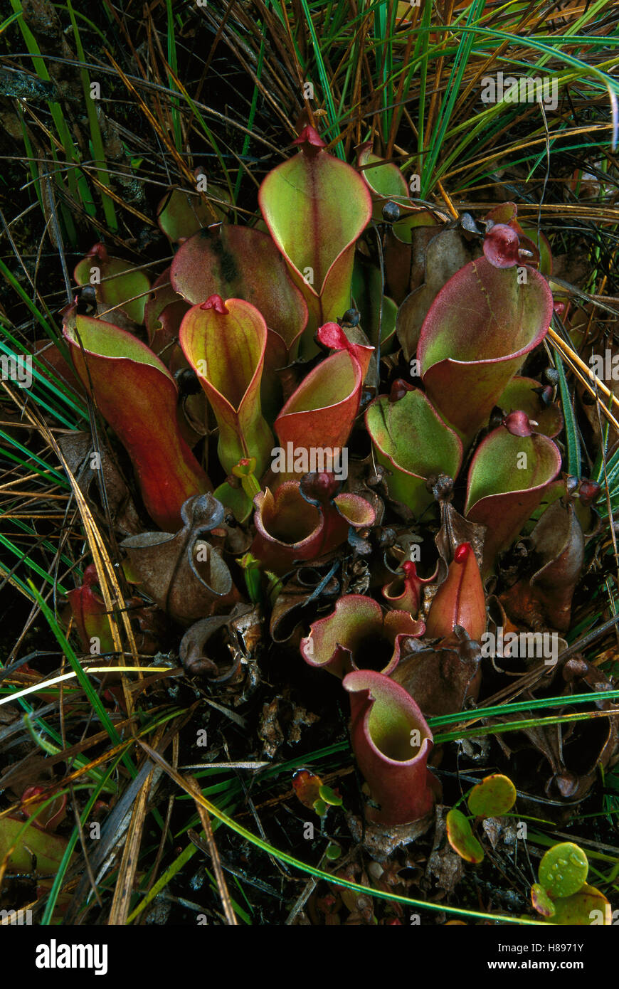 Marsh Pitcher Plant (Heliamphora nutans) group, Canaima National Park ...